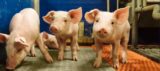 Mind immunity gap: egg immunoglobulins bolster piglets’ immune system