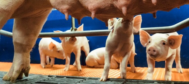 Optimal conditions in the farrowing unit put piglets in pole position