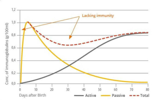 Egg antibody technology for nursery pig application