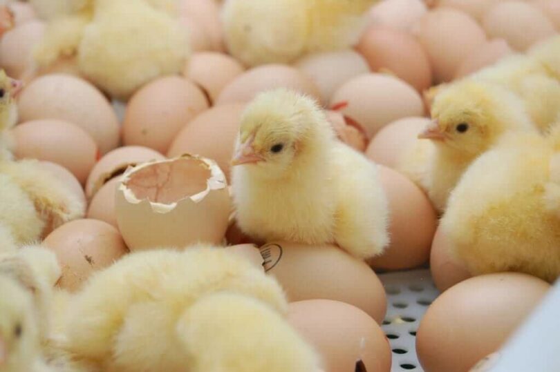 Poultry - EW Nutrition