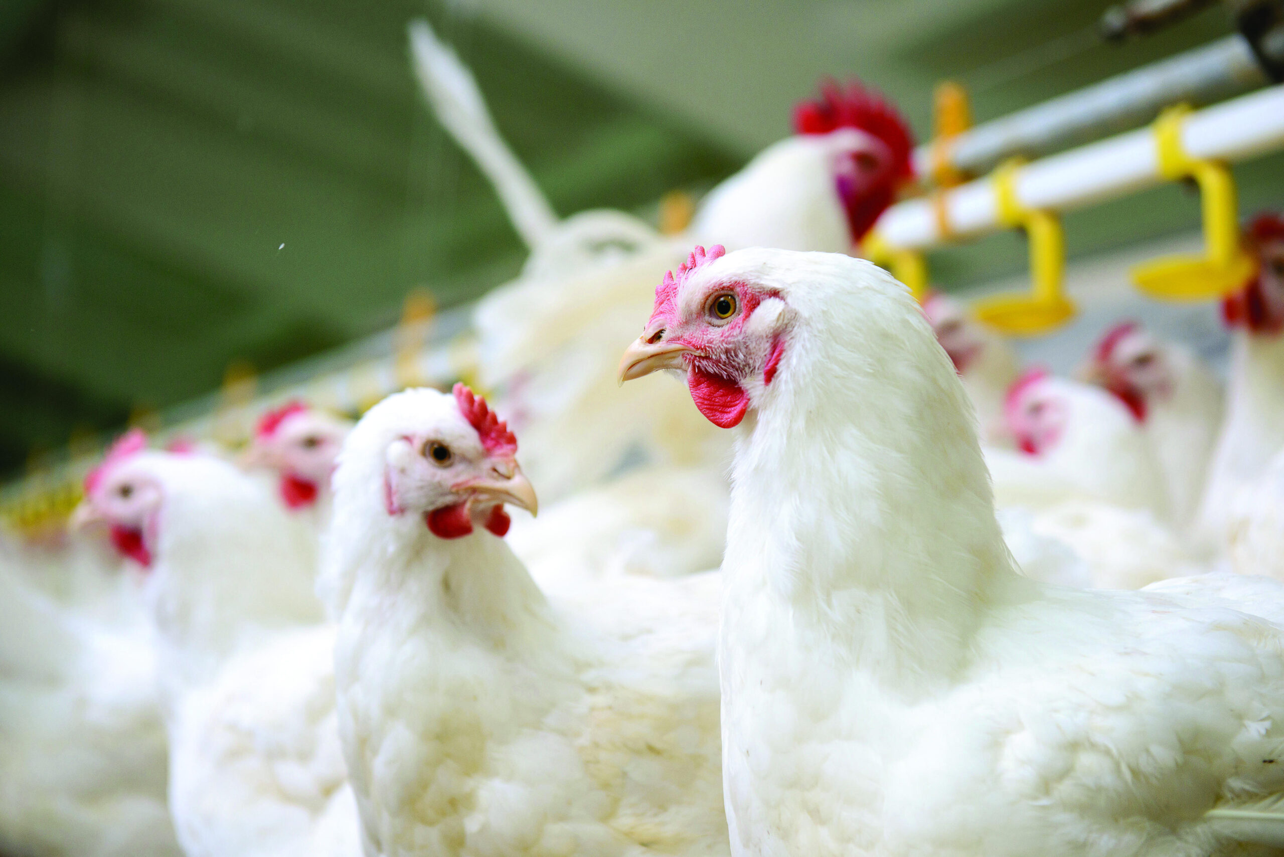 The Gut: A Main Component of Poultry’s Immune System - EW Nutrition