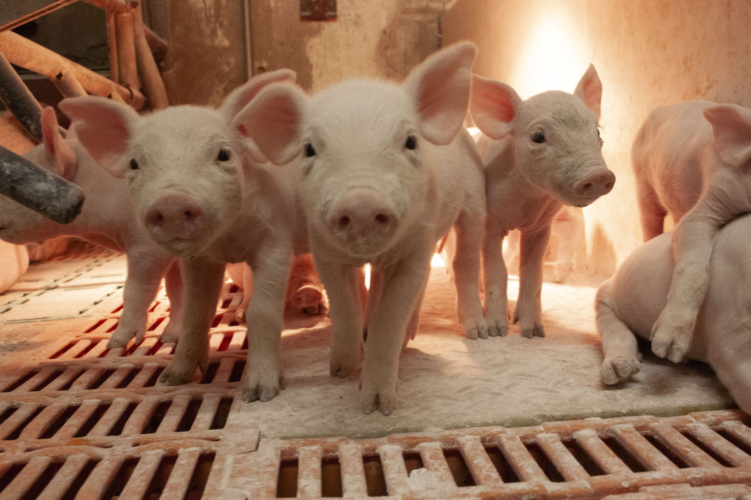 Building and boosting the immunity shield of pigs - EW Nutrition