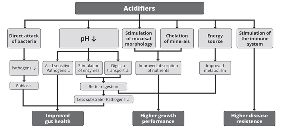 Acidifiers support piglets after weaning - EW Nutrition