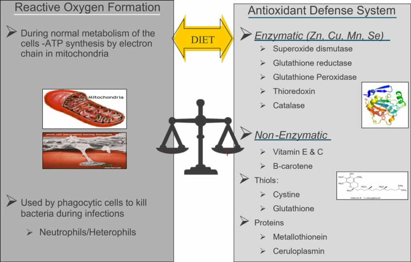 Antioxidants - Helping pigs to cope with oxidative stress - EW Nutrition
