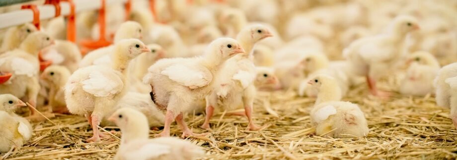 5 ways the liver keeps the avian body running - EW Nutrition