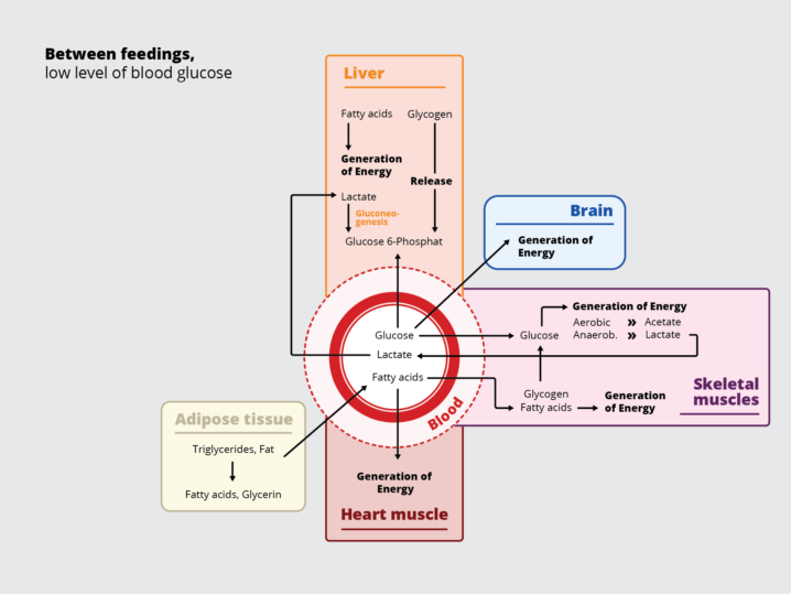 5 ways the liver keeps the avian body running - EW Nutrition