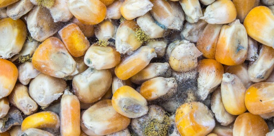 Feed hygiene in animal nutrition is vital – and organic acids help ...