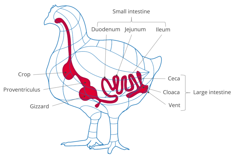 Want better poultry performance? Focus on gut health - EW Nutrition