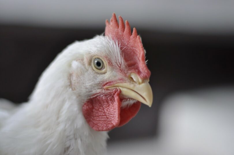 What poultry producers need to know about coccidiosis control - EW ...