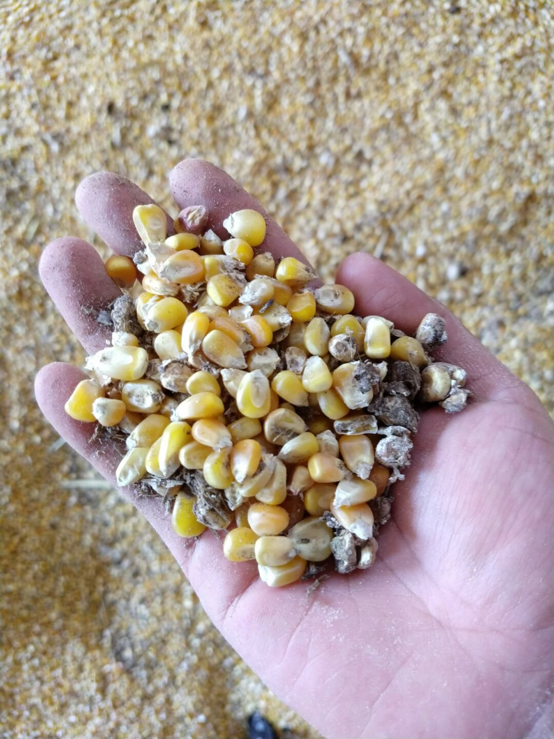 Stop feed spoilage: How organic acids can preserve feed quality - EW ...