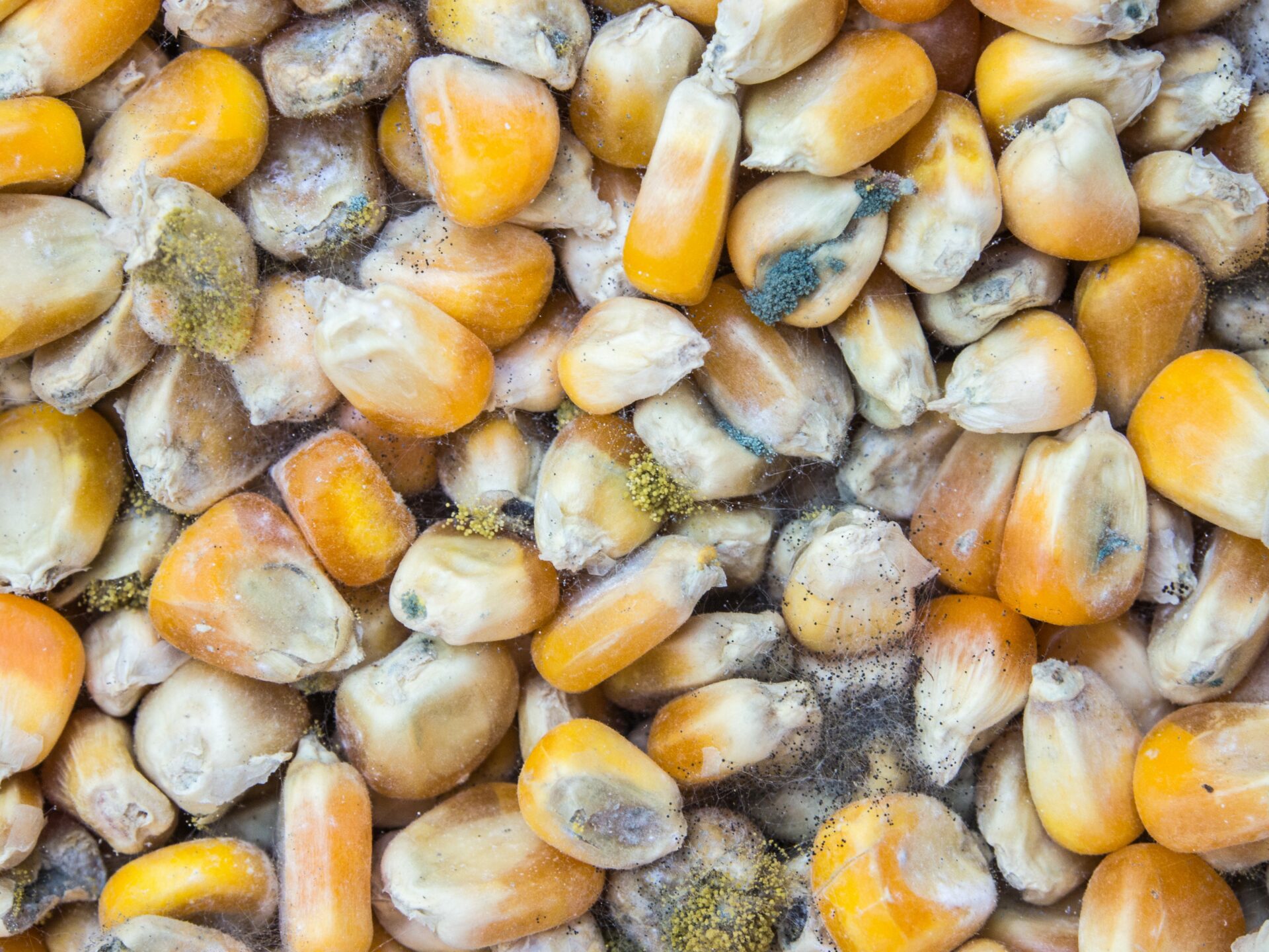 How animal nutrition can contribute to sustainability - EW Nutrition