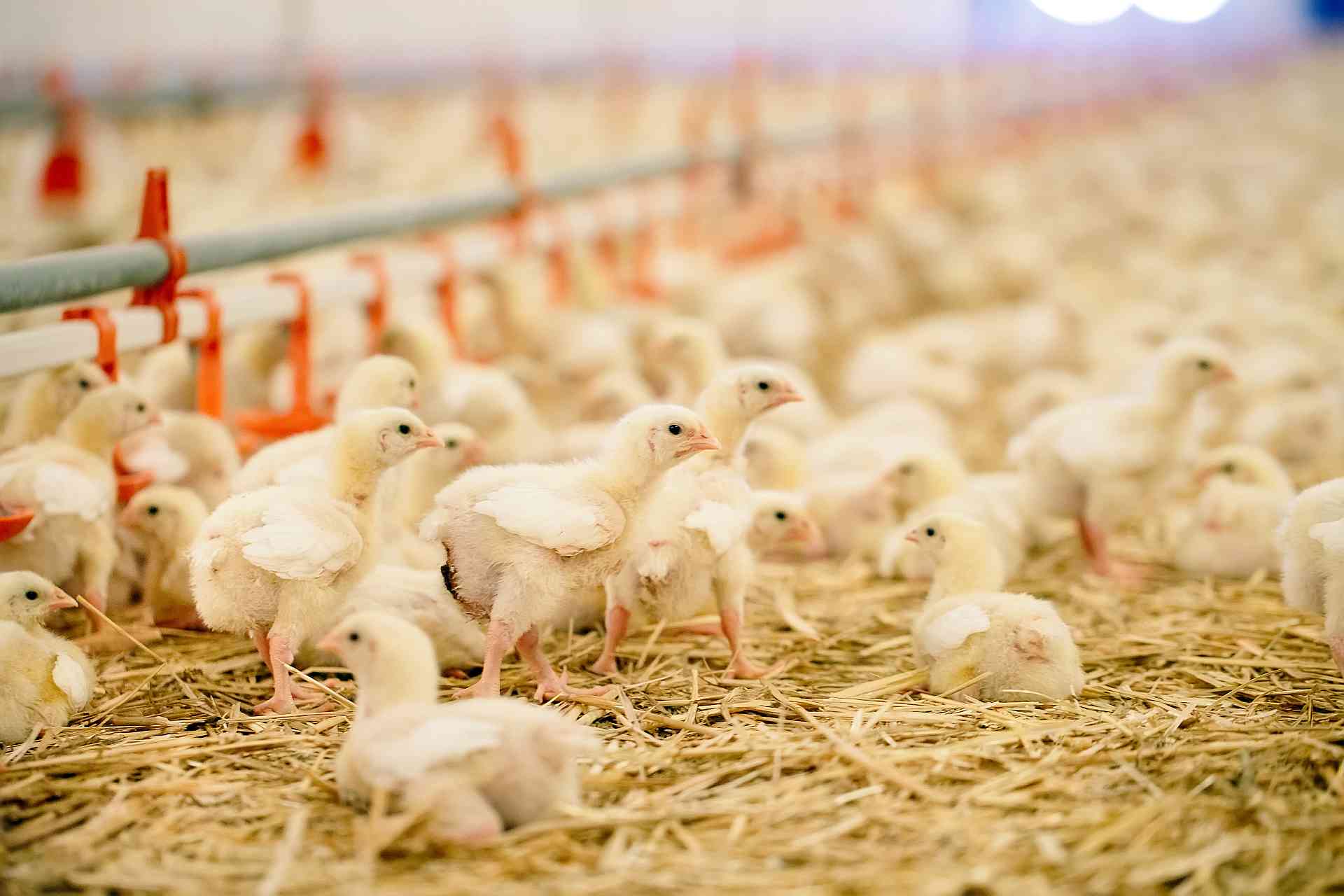 Broiler production with reduced antibiotics. The essentials - EW Nutrition
