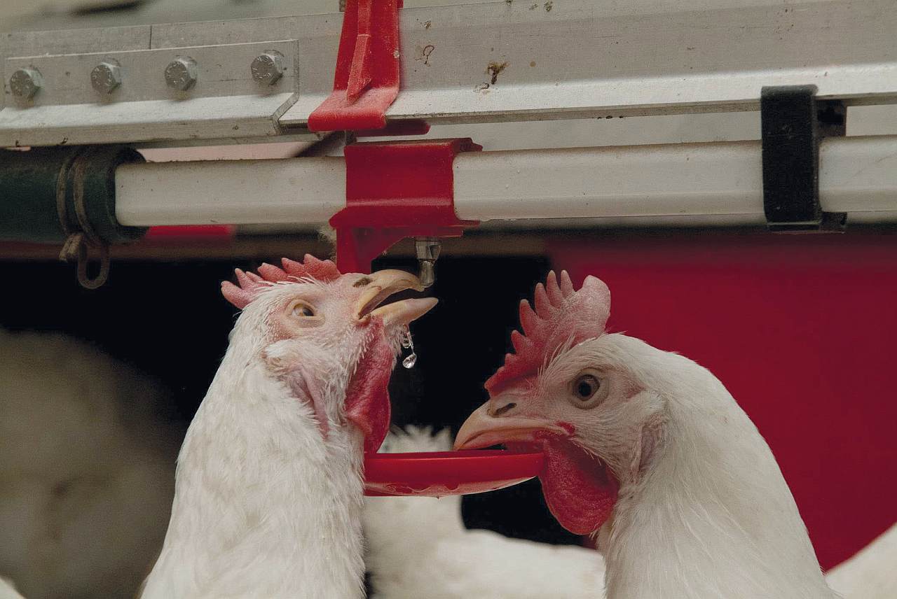 Broiler production with reduced antibiotics. The essentials - EW Nutrition
