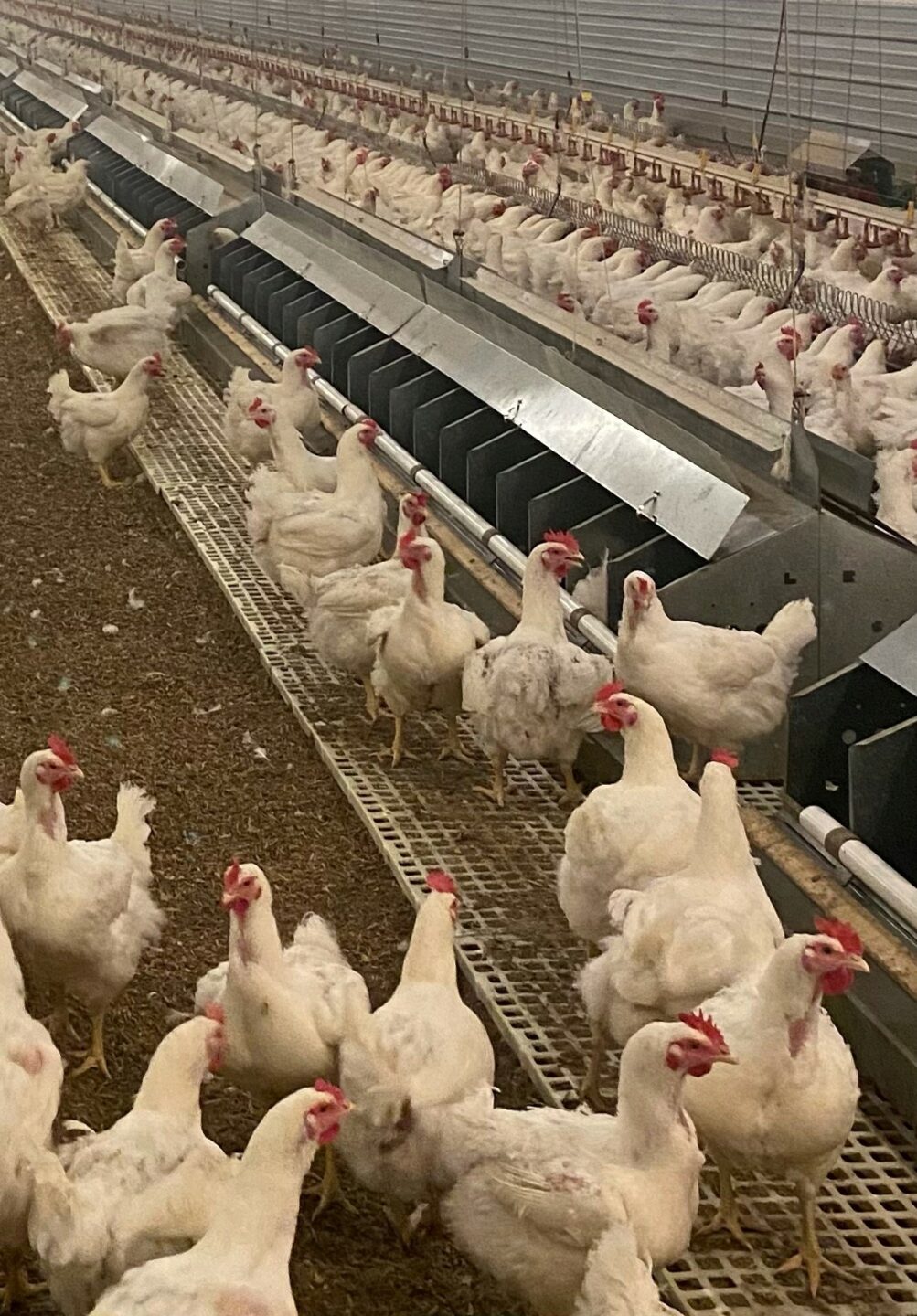 Broiler breeder management in ABF production: 3 essential steps - EW ...
