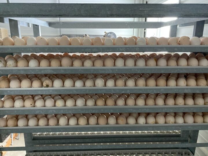 Broiler breeder management in ABF production: 3 essential steps - EW ...