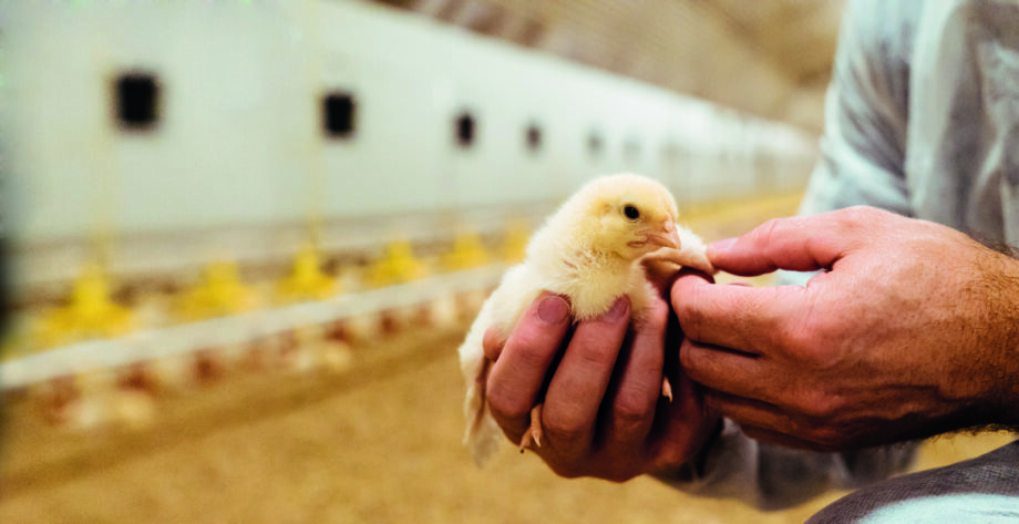 Axxess XY - EW Nutrition