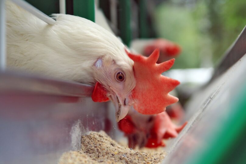 Nutrition and feeding in ABF poultry production - EW Nutrition