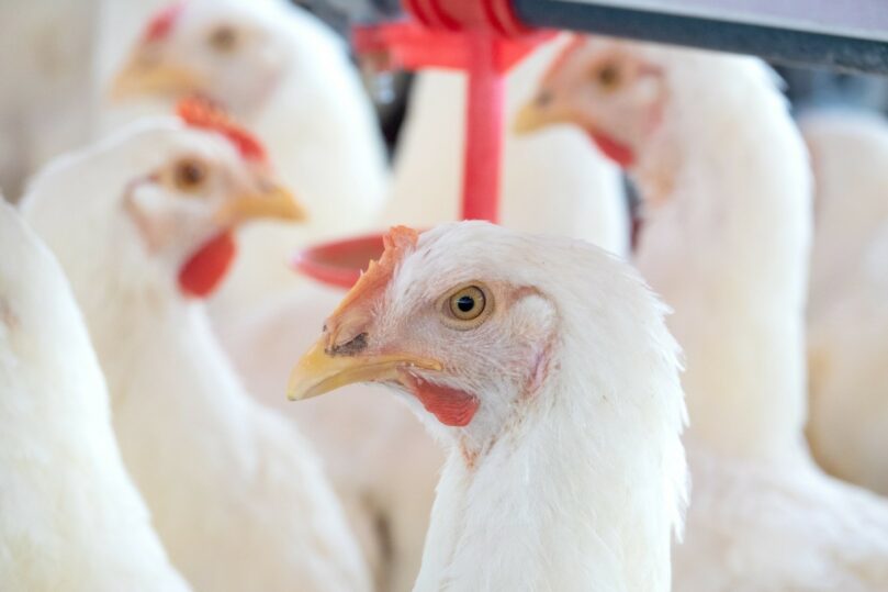 Necrotic Enteritis control for ABF poultry production - EW Nutrition