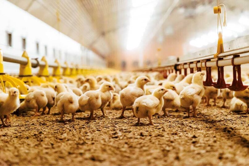 Climate change in poultry production: 5 major threats and what you can ...