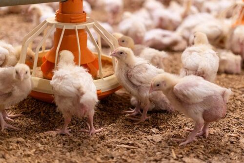 Coccidiostats in the European Union: Challenges and Perspectives - EW ...