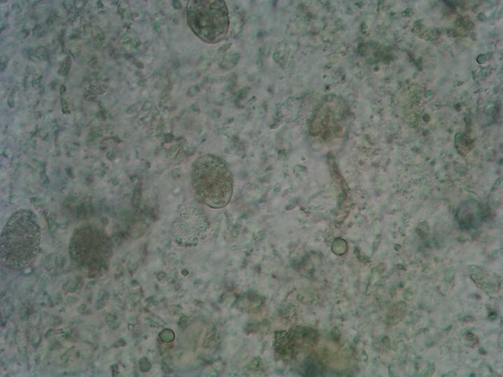 Coccidiostats in the European Union: Challenges and Perspectives - EW ...