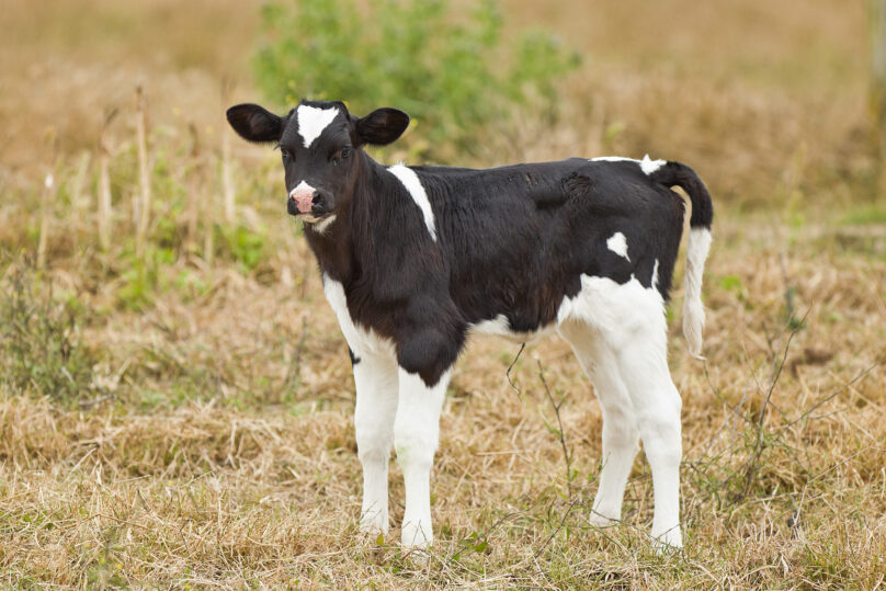 IgYs support calves in case of diarrhea - EW Nutrition