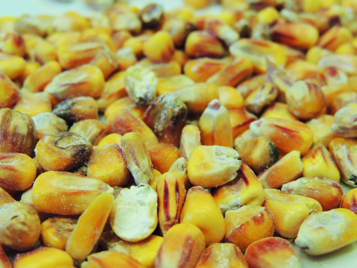 Feed hygiene in animal nutrition is vital – and organic acids help ...