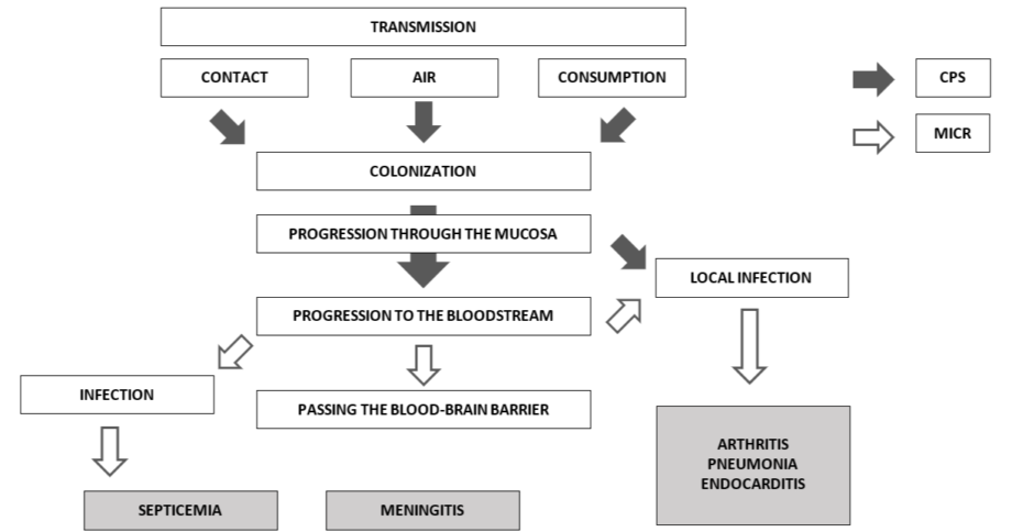Understanding and managing Strep suis in swine: The essentials - EW ...