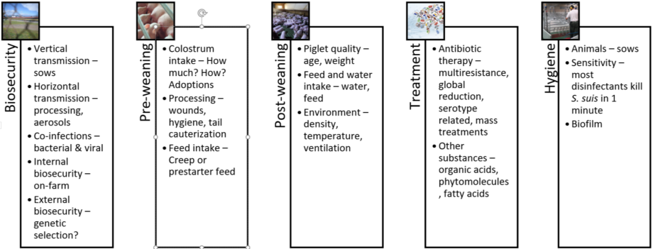 Understanding and managing Strep suis in swine: The essentials - EW ...