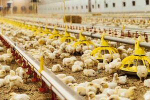 8 Effective Solutions to Optimize Poultry Gut Health - EW Nutrition