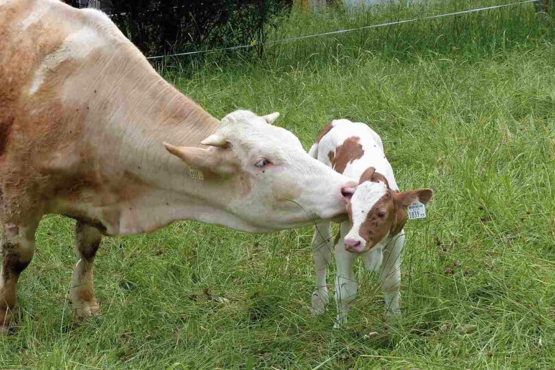 Calf diarrhea: types, causes, solutions - EW Nutrition