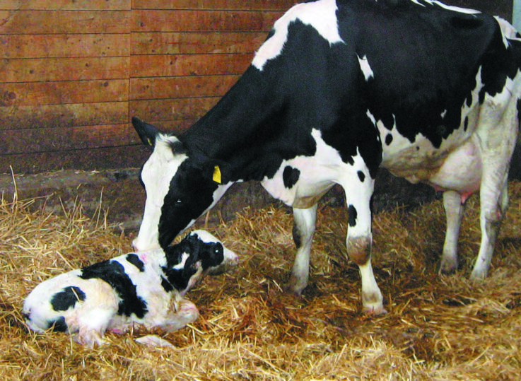 4 steps to improve dairy cow fertility through feeding - EW Nutrition