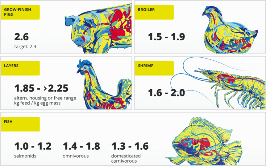 Rising feed costs? Focus on the FCR - EW Nutrition