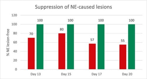 Feed hygiene protects animals and humans - EW Nutrition