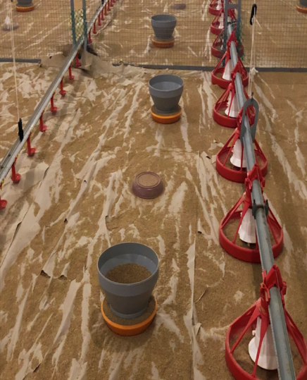 Getting broilers off to a good start: House preparation - EW Nutrition