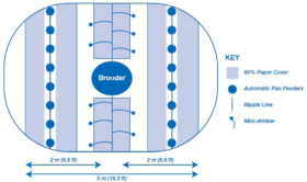 Getting broilers off to a good start: House preparation - EW Nutrition