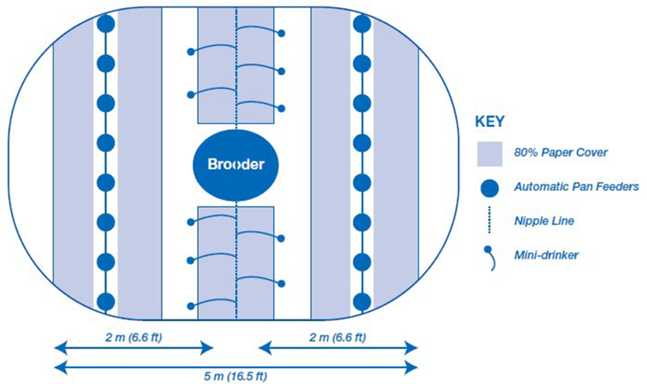Getting broilers off to a good start: House preparation - EW Nutrition