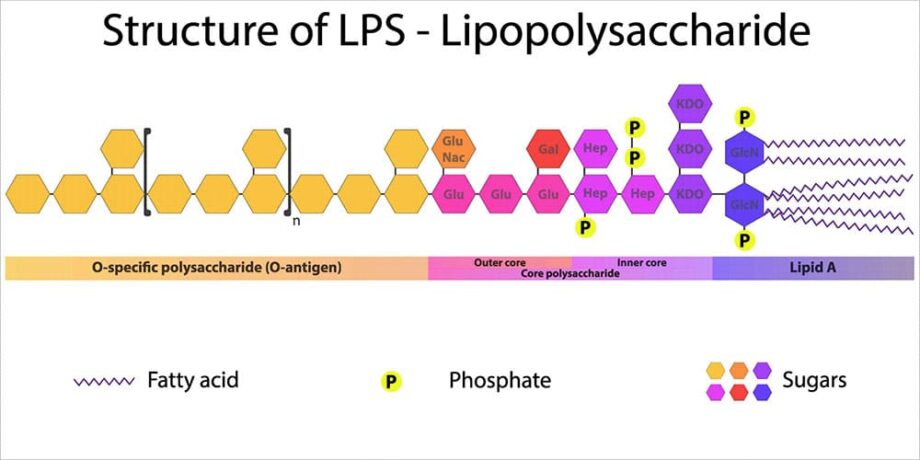 Stop endotoxins from decreasing animal performance - EW Nutrition