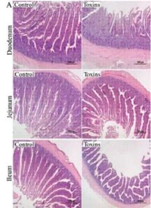 Layer production losses: causes, types, solutions - EW Nutrition