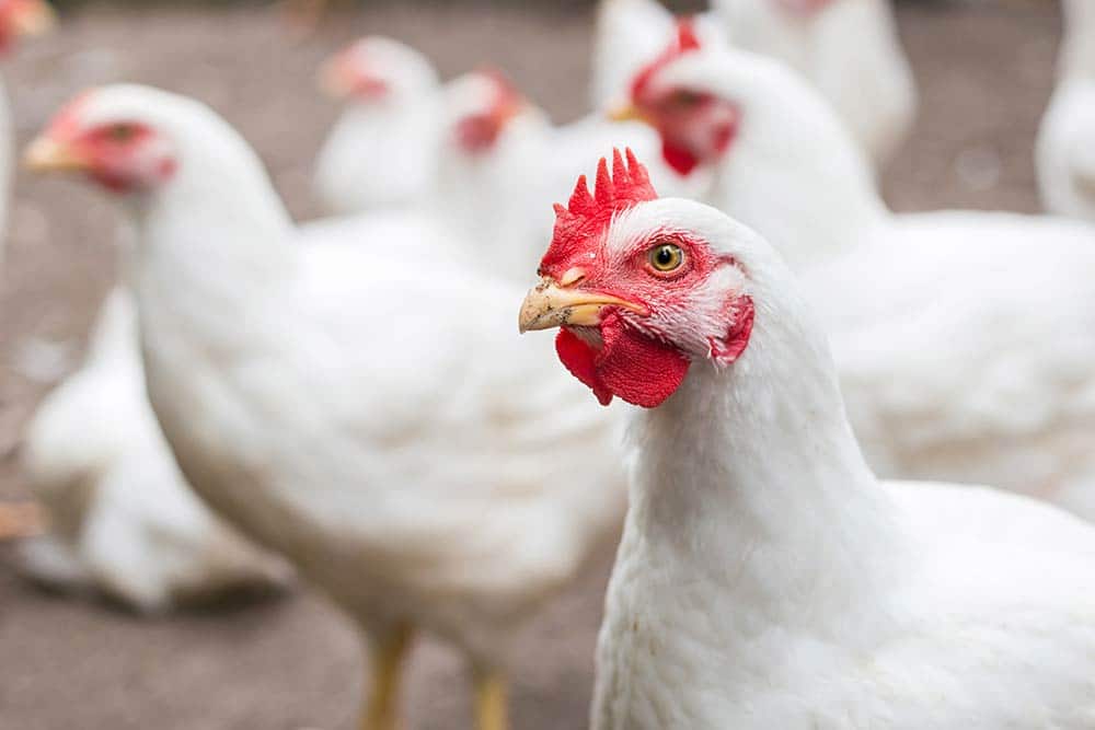 Managing gut health – a key challenge in ABF broiler production | The ...