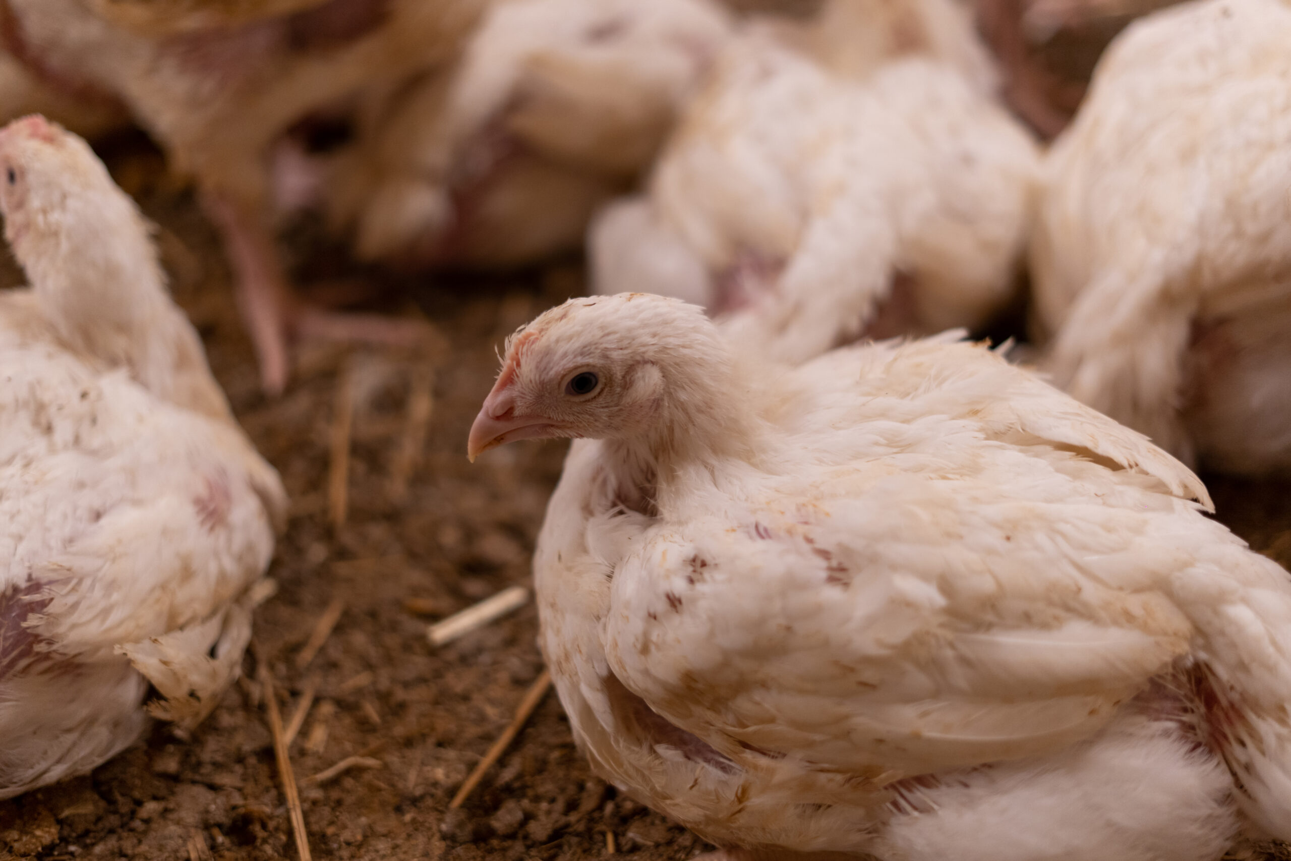 Mycotoxins in poultry - External signs can give a hint - EW Nutrition