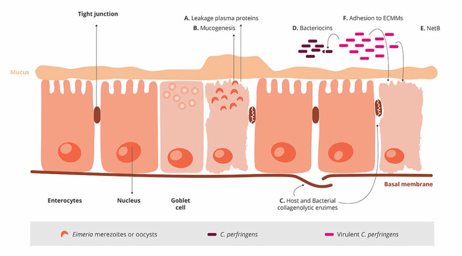 Necrotic enteritis: The complete overview - EW Nutrition