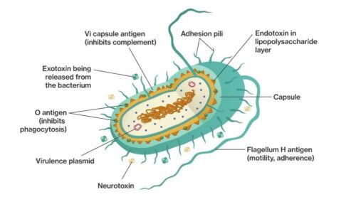 Necrotic enteritis: The complete overview - EW Nutrition