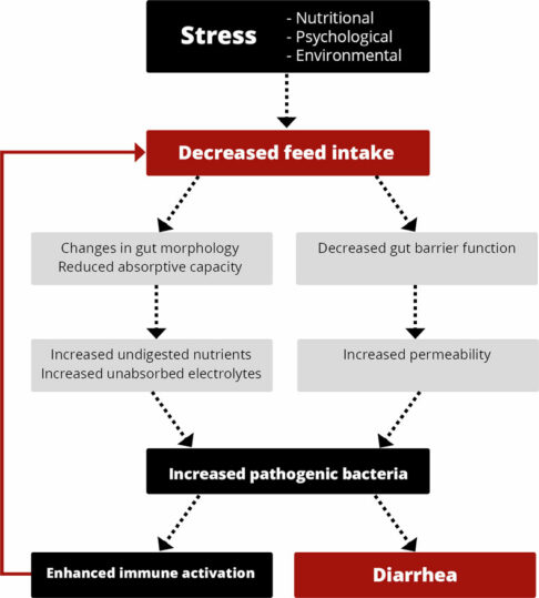 Piglet performance with fewer antimicrobials is possible - EW Nutrition