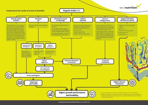 Organic acids: How the mode of action delivers benefits | INFOGRAPHIC ...