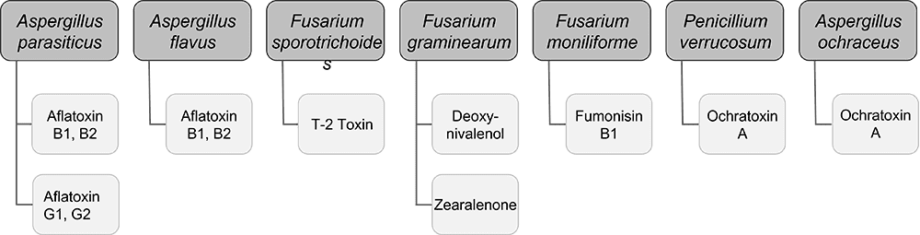 Toxin Mitigation 101: Essentials for Animal Production - EW Nutrition