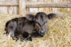 Calf diarrhea: types, causes, solutions - EW Nutrition