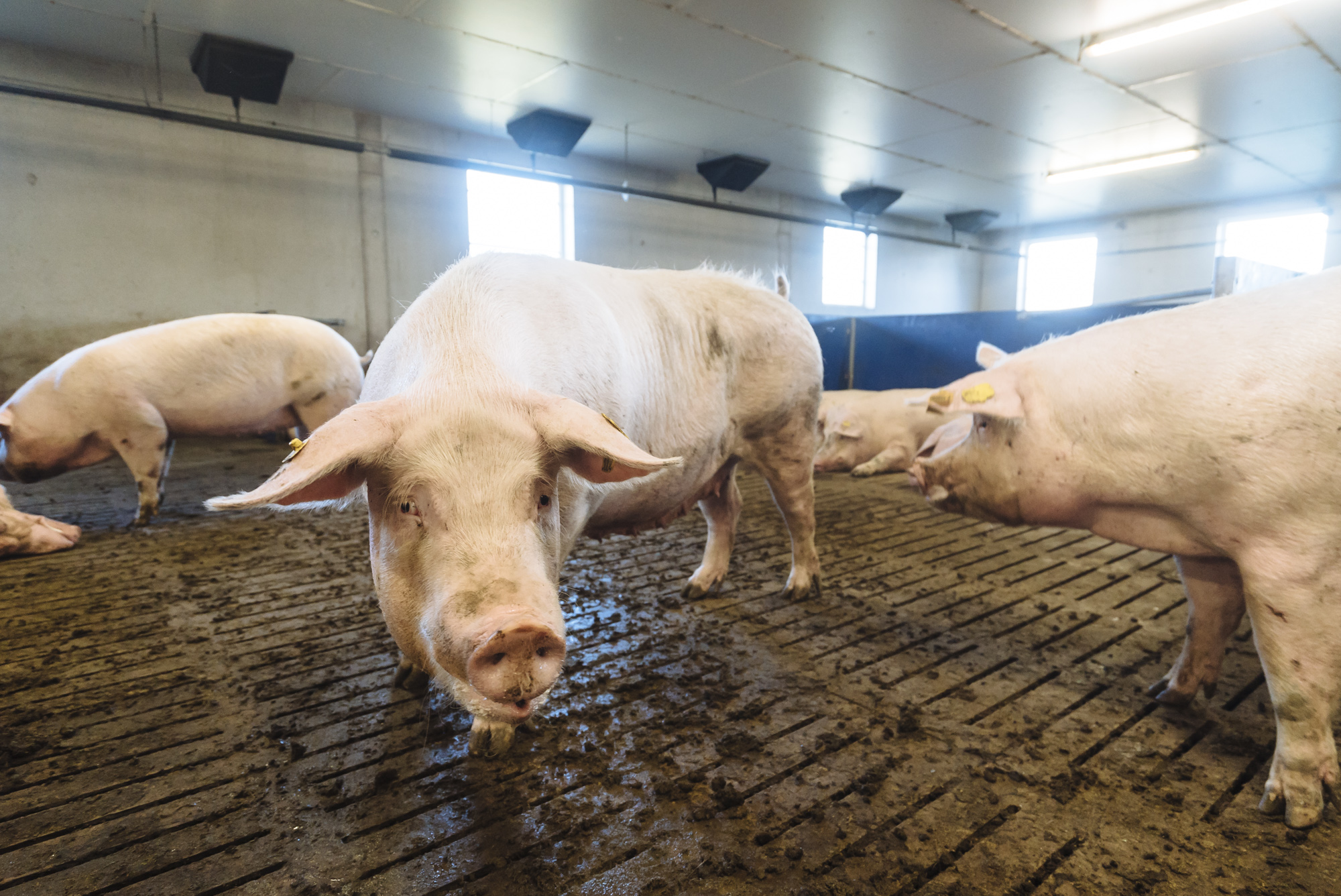 The big challenge: Keeping sows healthy and productive - Part 1 General ...