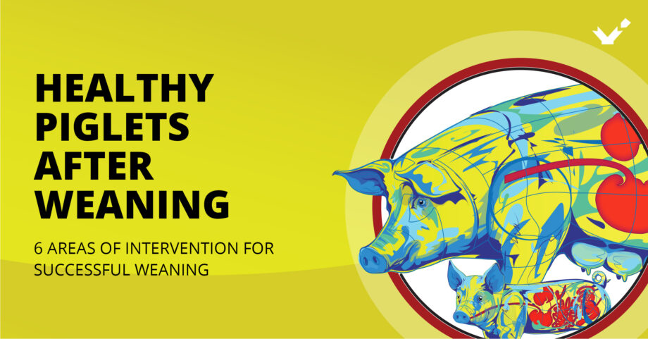 INFOGRAPHIC: Healthy piglets after weaning - EW Nutrition