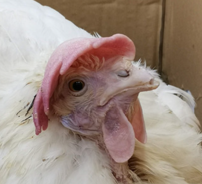 Mycotoxins in poultry – External signs can give a hint - EW Nutrition